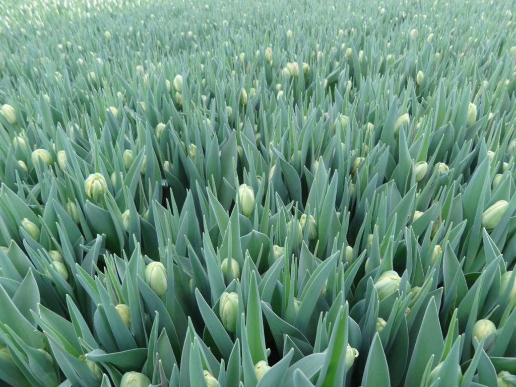 De Tulp – Kwekerij Oosterhuis
